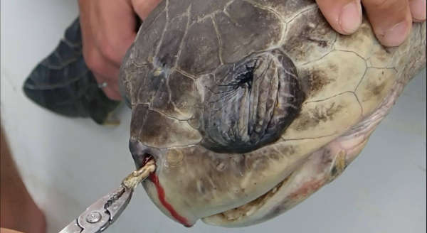 The Dedication Of Marine Turtles Conservation (Part 2 Of 2) - Espoletta